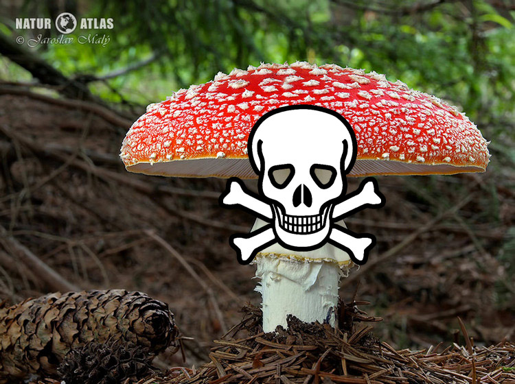 Otrava houbami příznaky, První pomoc, Typy otrav z hub | NaturAtlas.cz