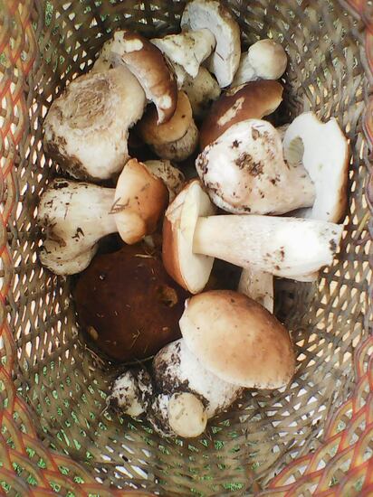 Jihomoravský kraj - Houby Kde rostou aktuálně | NaturAtlas.cz