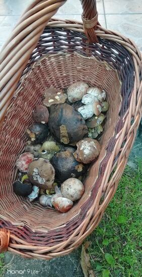 Kde rostou houby 2020 aktuálně, Kam na houby? | NaturAtlas.cz