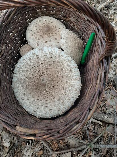 Olomoucký kraj - Houby Kde rostou aktuálně | NaturAtlas.cz