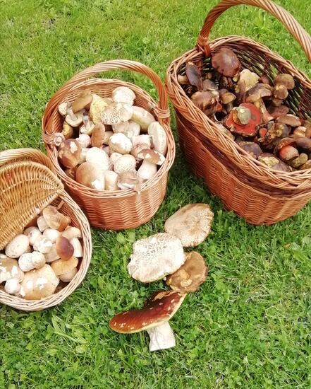 Kde rostou houby 2022 aktuálně, Kam na houby? | NaturAtlas.cz