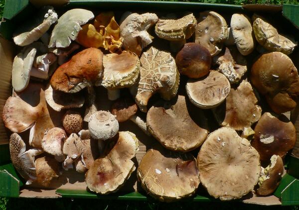 Kde rostou houby 2022 aktuálně, Kam na houby? | NaturAtlas.cz