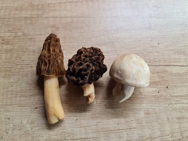 Kde rostou houby 2023 aktuálně, Kam na houby? | NaturAtlas.cz